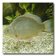 Hulkkianjärven kunnostushanke